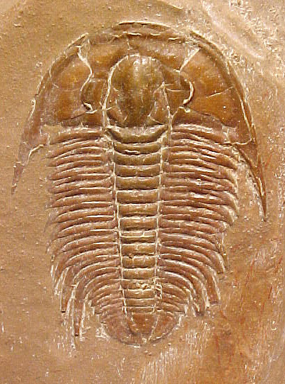 Modocia typicalis