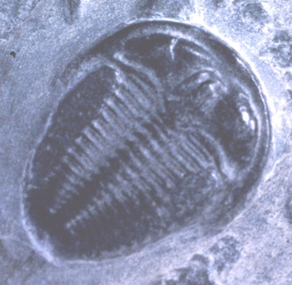 Trilobite Identification and information needed