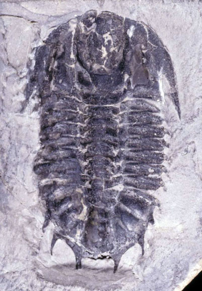 Trilobite Identification and information needed