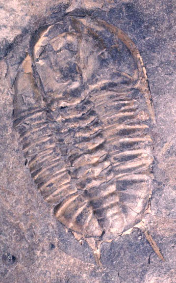 Trilobite Identification and information needed