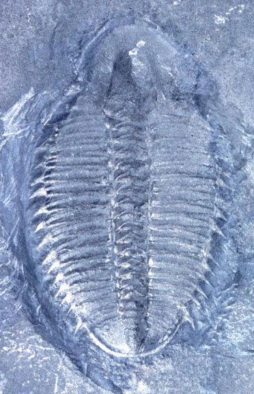 Trilobite Identification and information needed